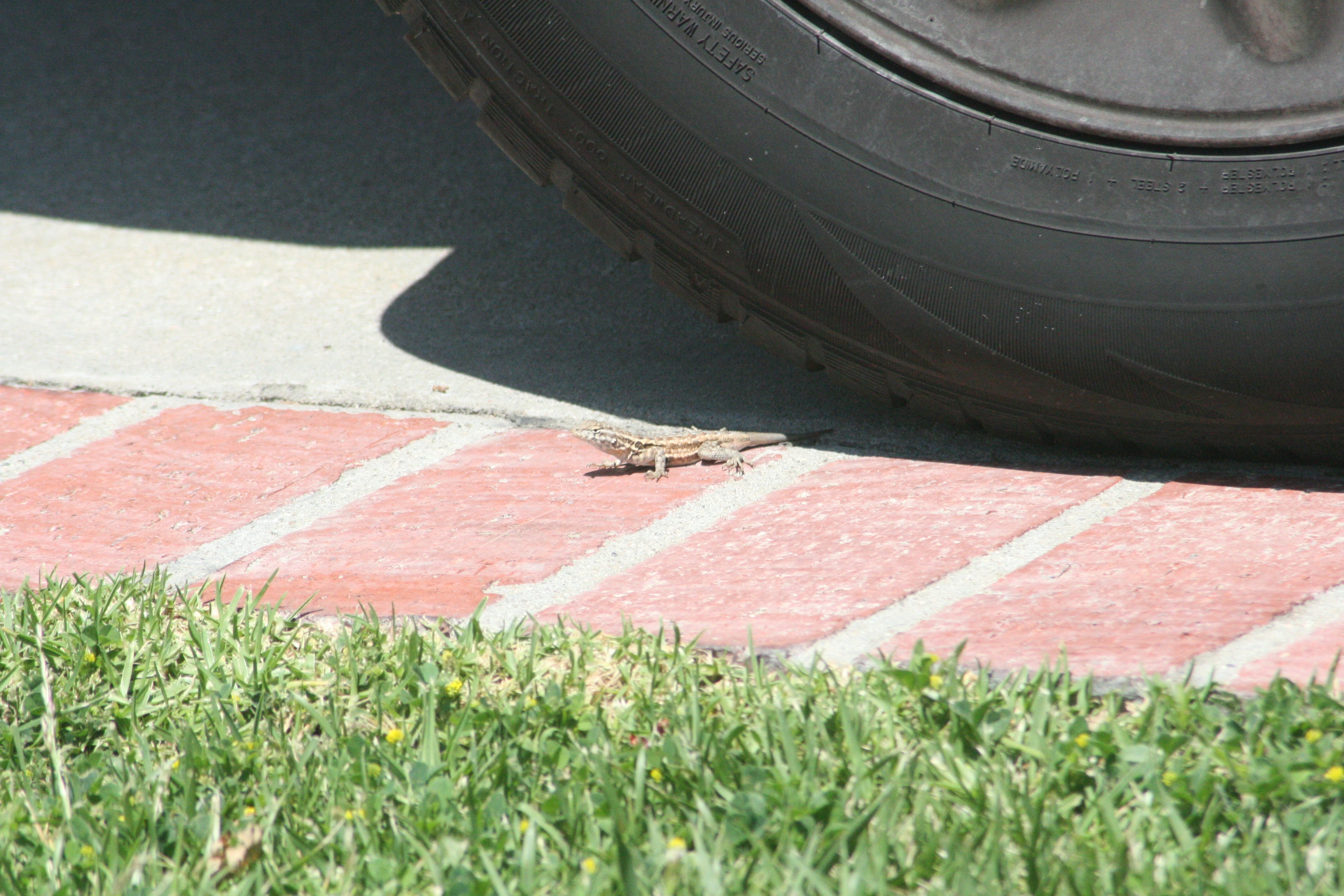 Doctor Lizardo Returns For The Summer? | We Love The Stars Too Fondly