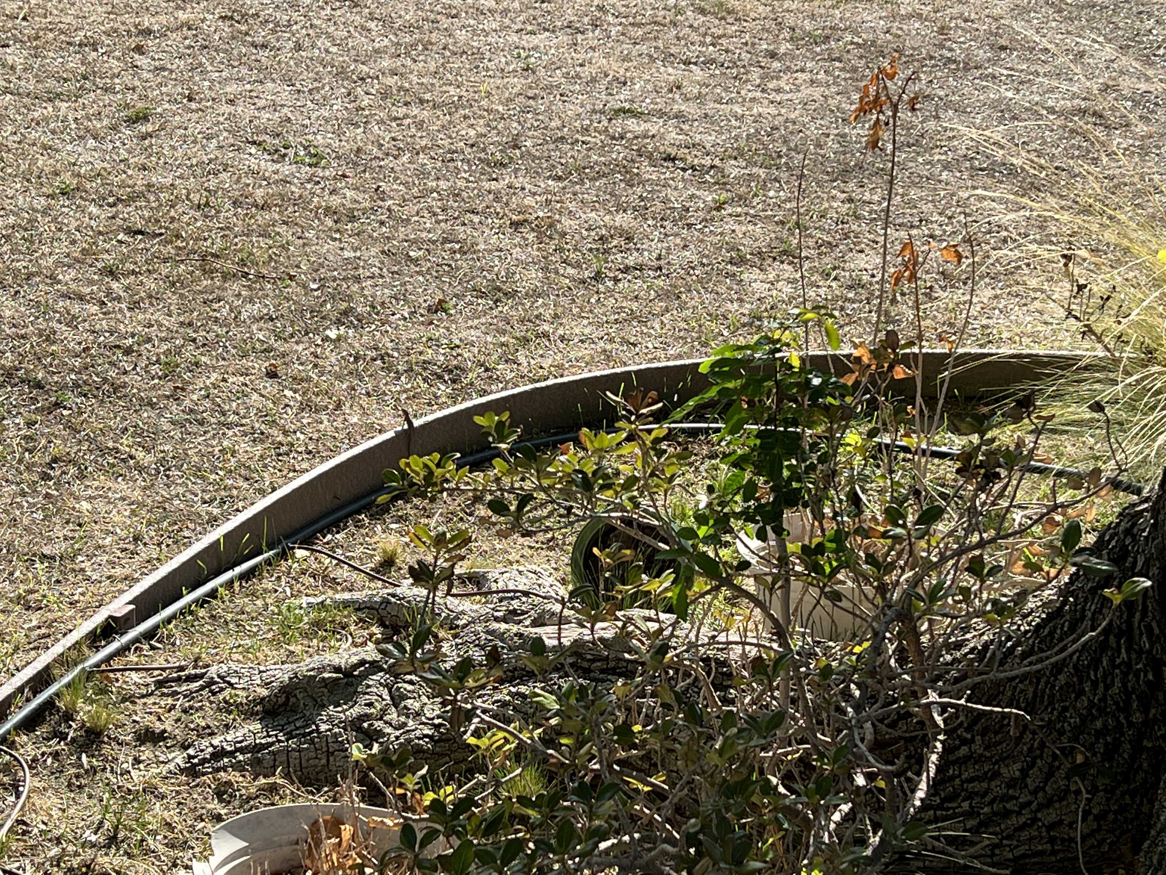 LOTS Mo’ Lizards! | We Love The Stars Too Fondly