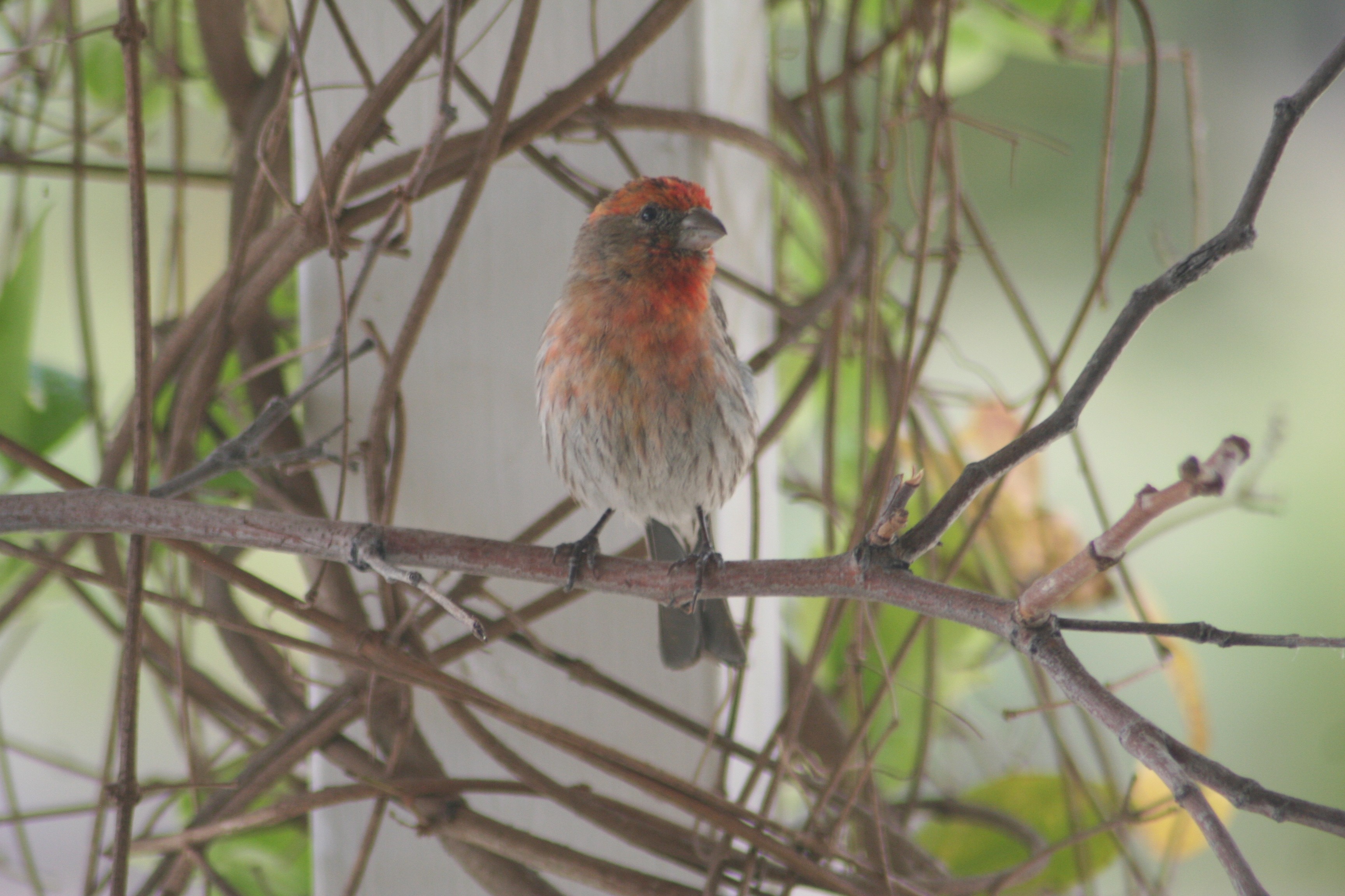 Papa Bird | We Love The Stars Too Fondly