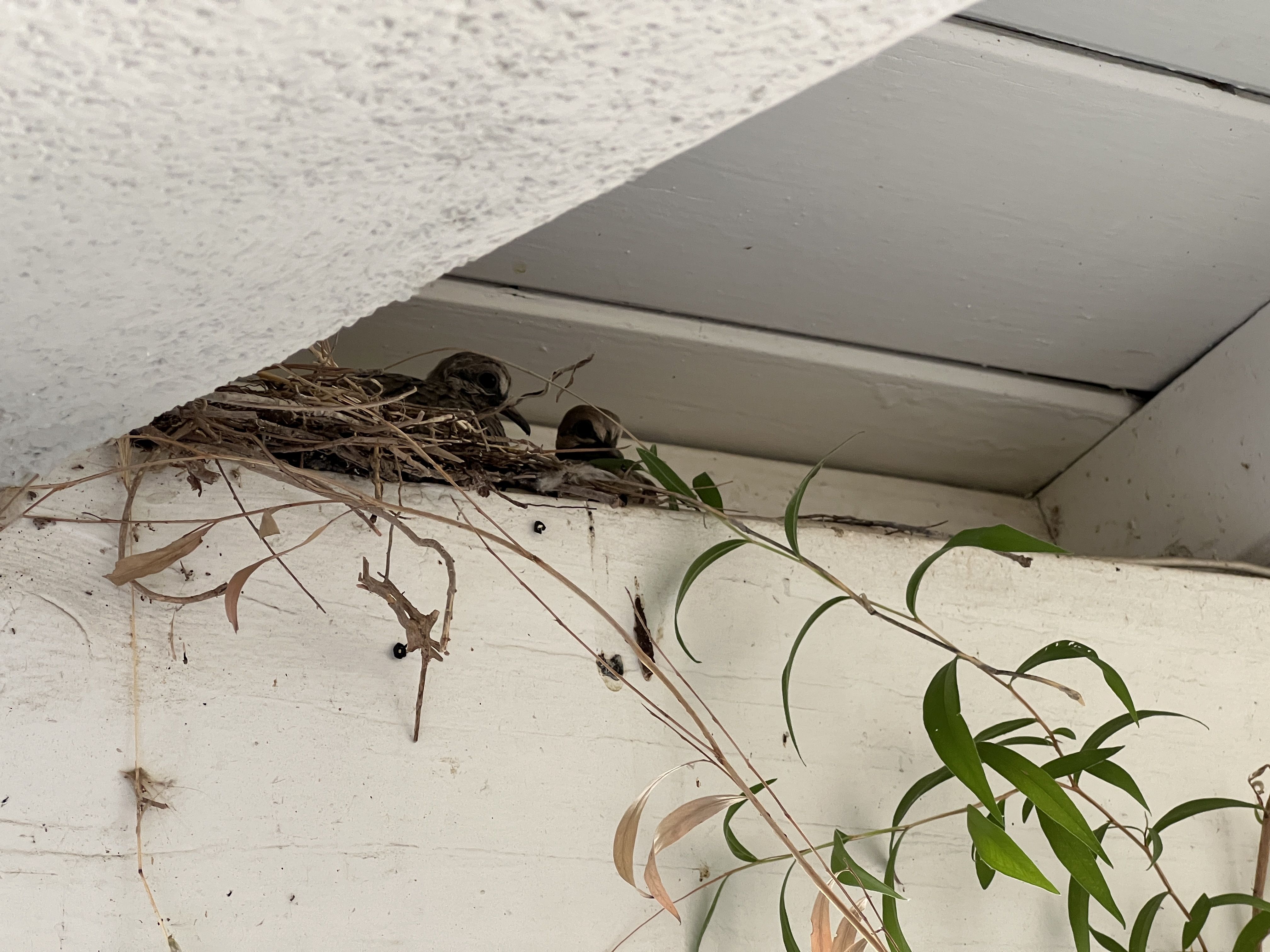 Baby Mourning Doves | We Love The Stars Too Fondly