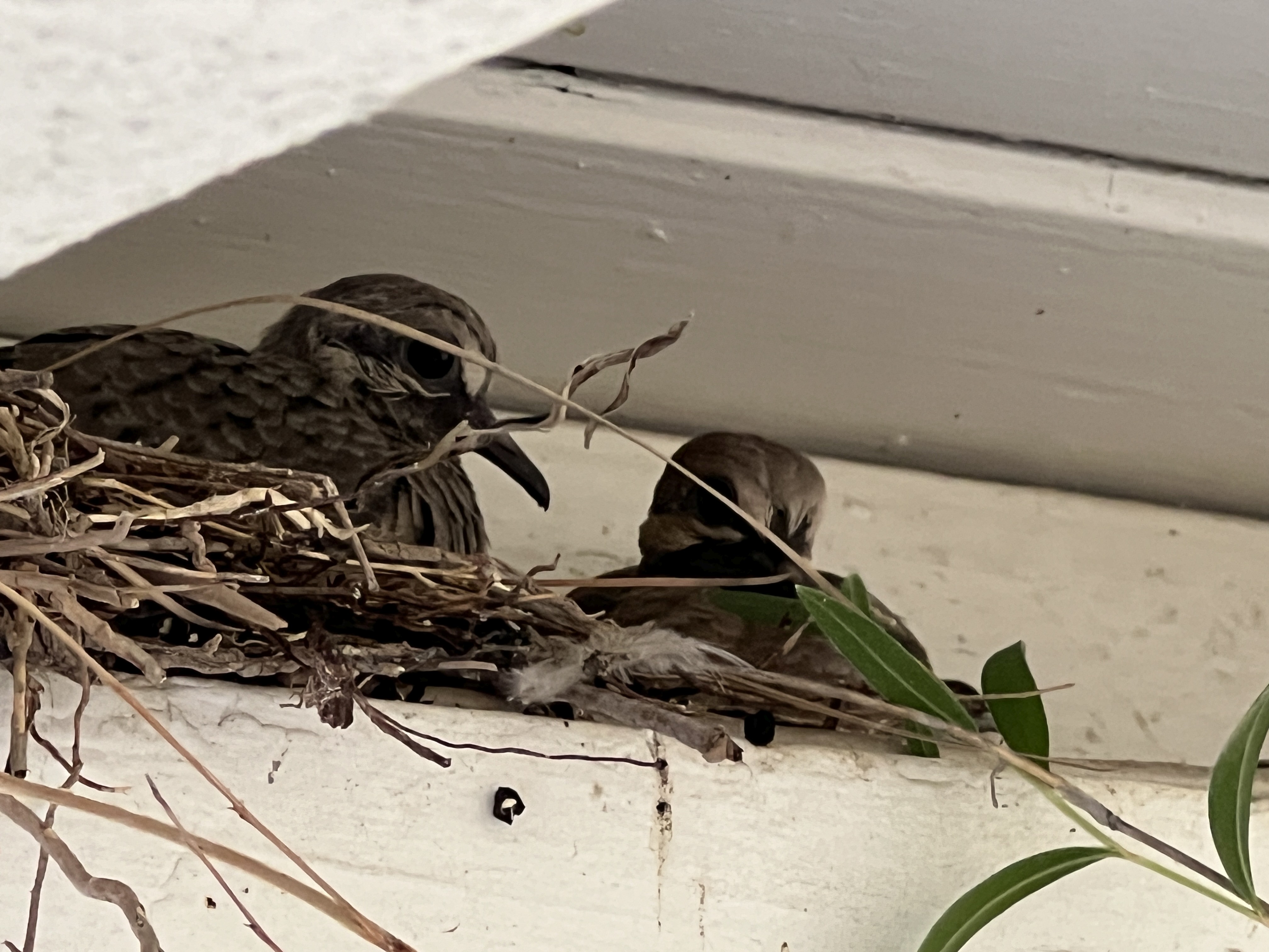 Baby Mourning Doves | We Love The Stars Too Fondly
