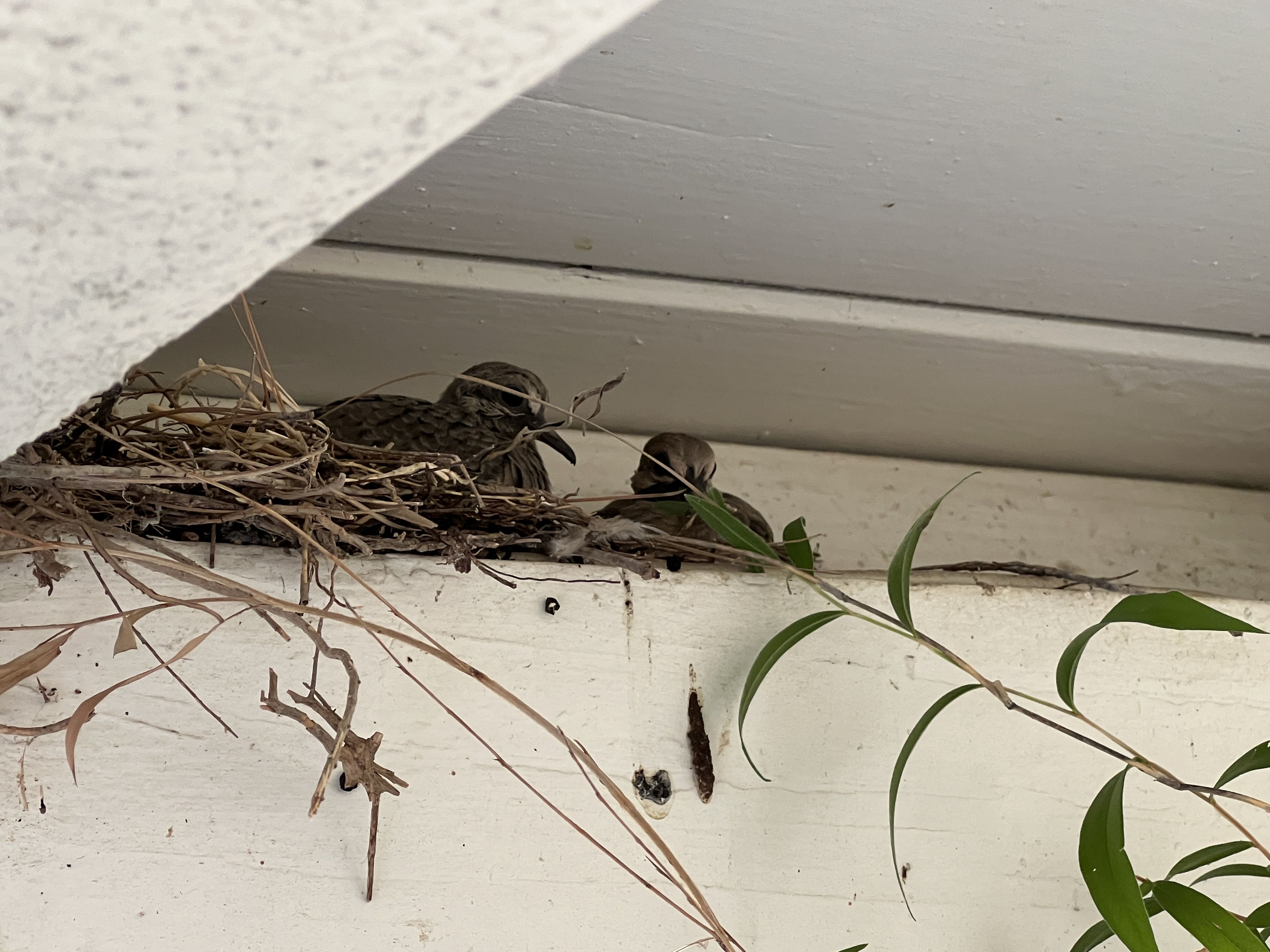 Baby Mourning Doves | We Love The Stars Too Fondly